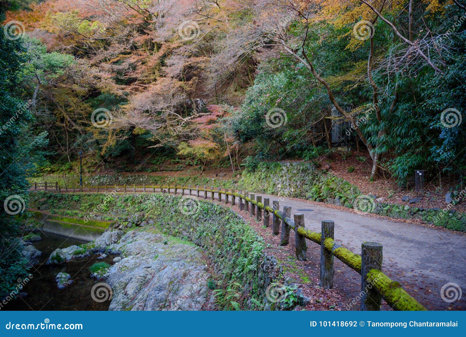 Autumn Scenery Forest at Minoo Waterfall, Osaka, Japan Stock Photo ...