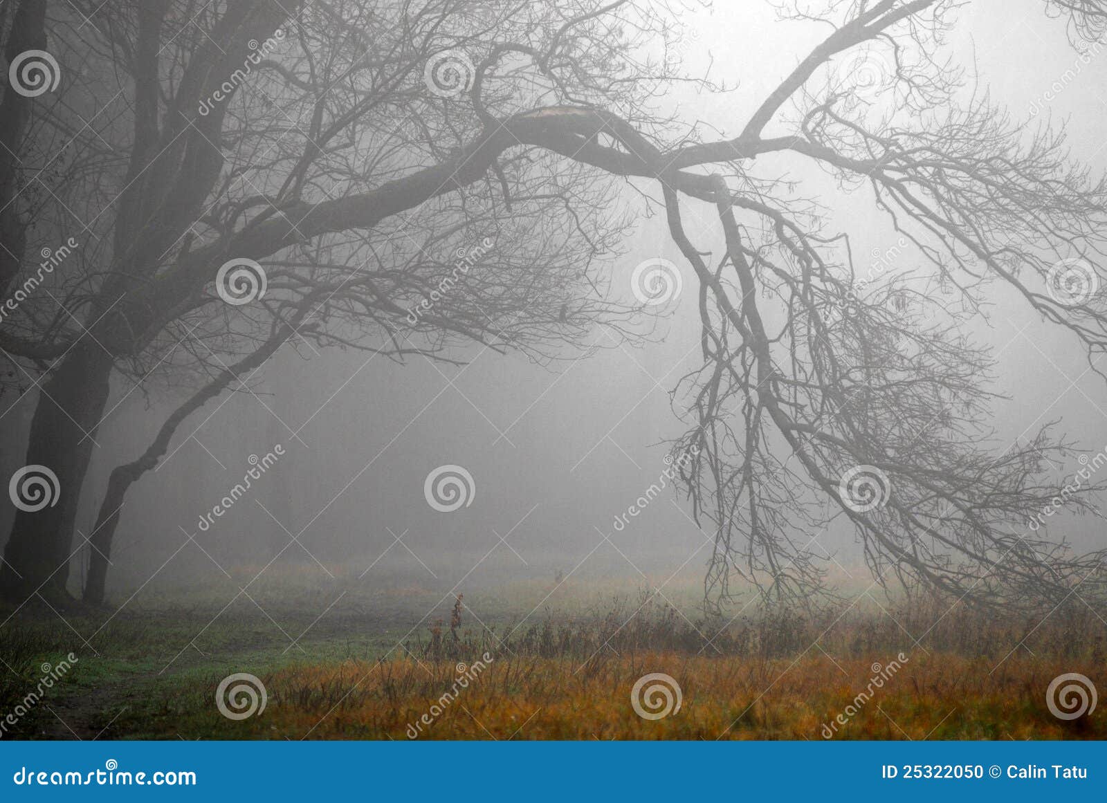 Autumn Scenery in the Forest with Morning Fog Stock Photo - Image of ...