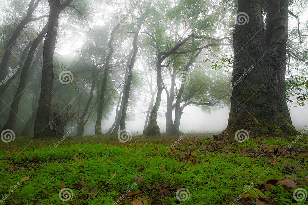 Autumn Scenery in the Forest with Morning Mist Stock Image - Image of ...