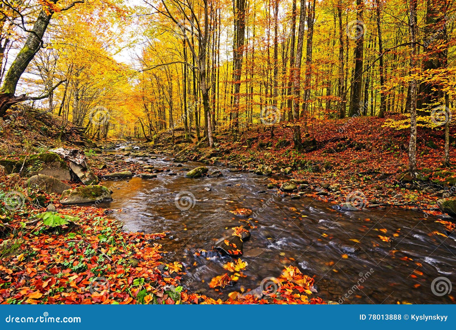 Autumn Scenery in the Forest Stock Photo - Image of river, recreation ...