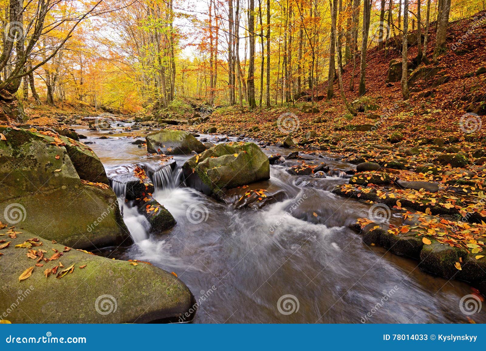 Autumn Scenery in the Forest Stock Image - Image of travel, forest ...