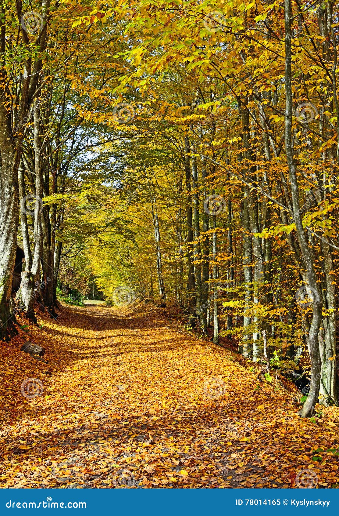 Autumn Scenery in the Forest Stock Image - Image of autumn, outdoor ...