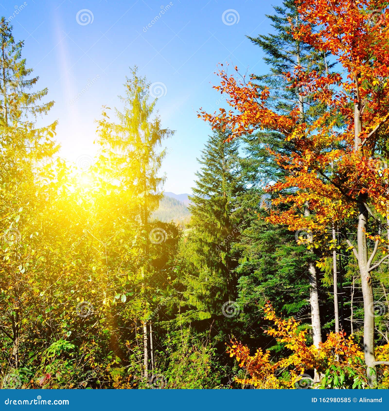 Autumn Scenery in a Forest, with the Sun Casting Beautiful Rays of ...