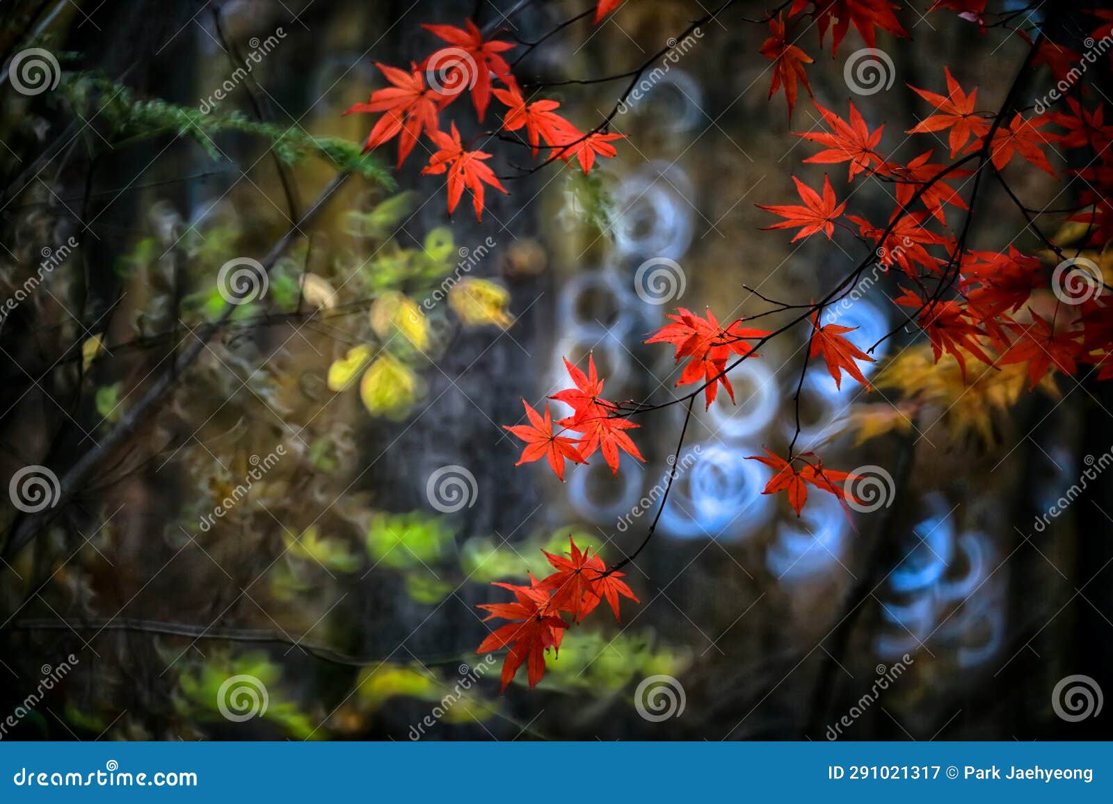 Maple Tree in the Forest in Late Autumn Stock Image - Image of maple ...