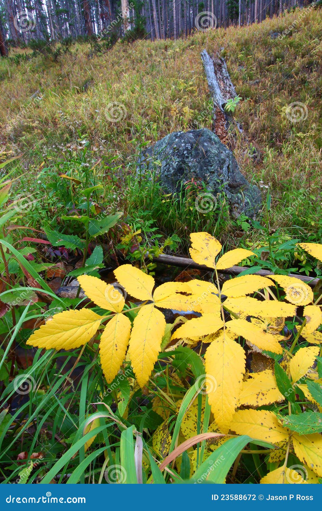 Autumn Scenery of Montana stock photo. Image of national - 23588672