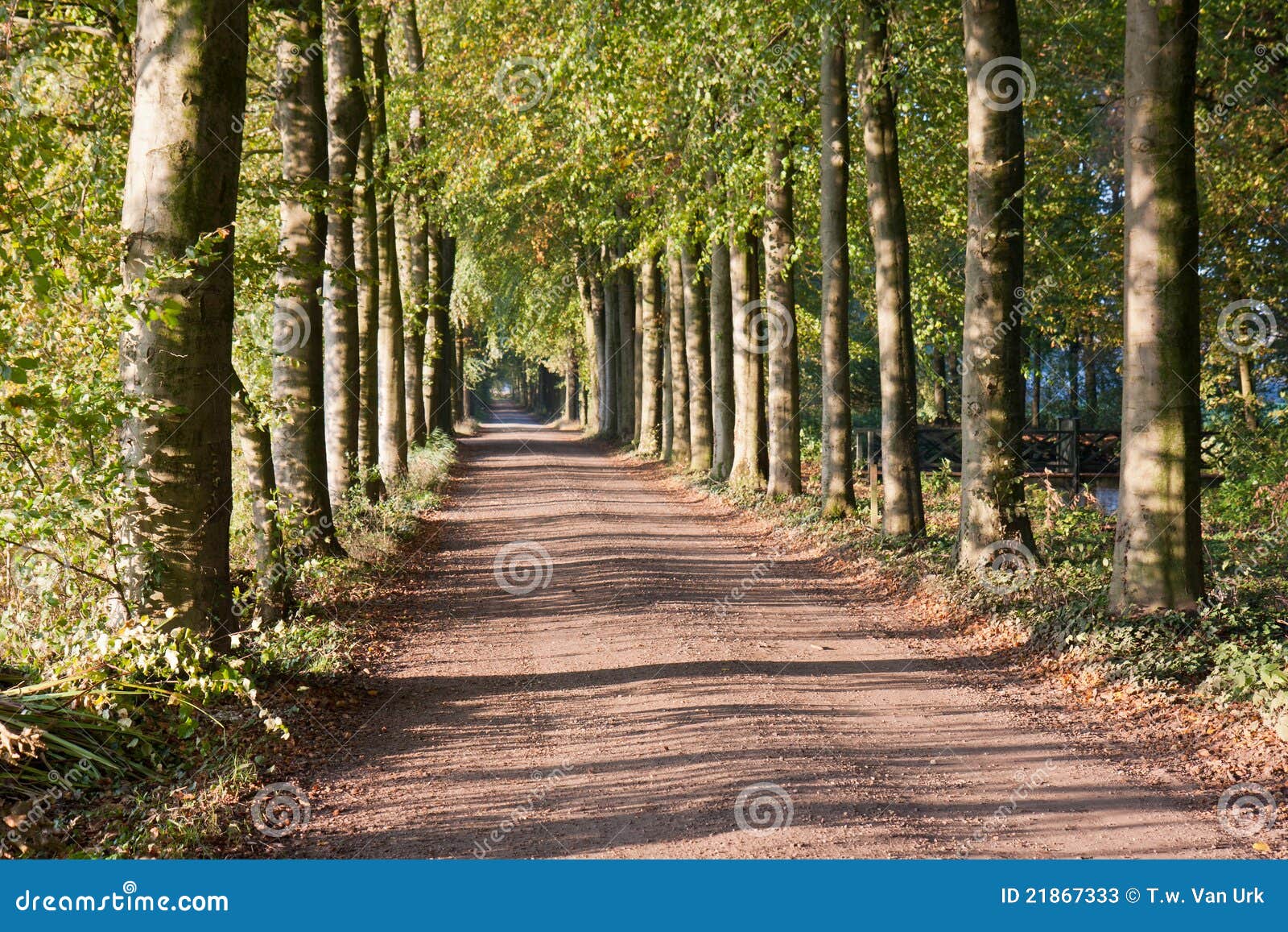 Autumn Scenery of Rural Lane Stock Image - Image of lane, bright: 21867333
