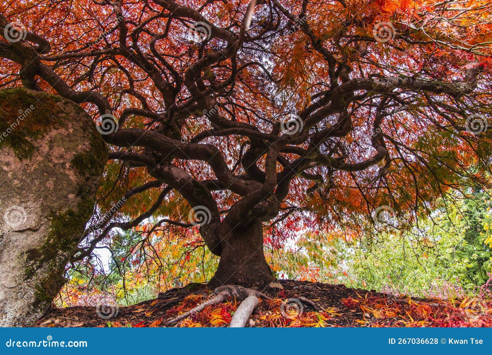 Autumn Scenery in Tacoma with Maple Trees and Maple Leaves. Stock Photo ...