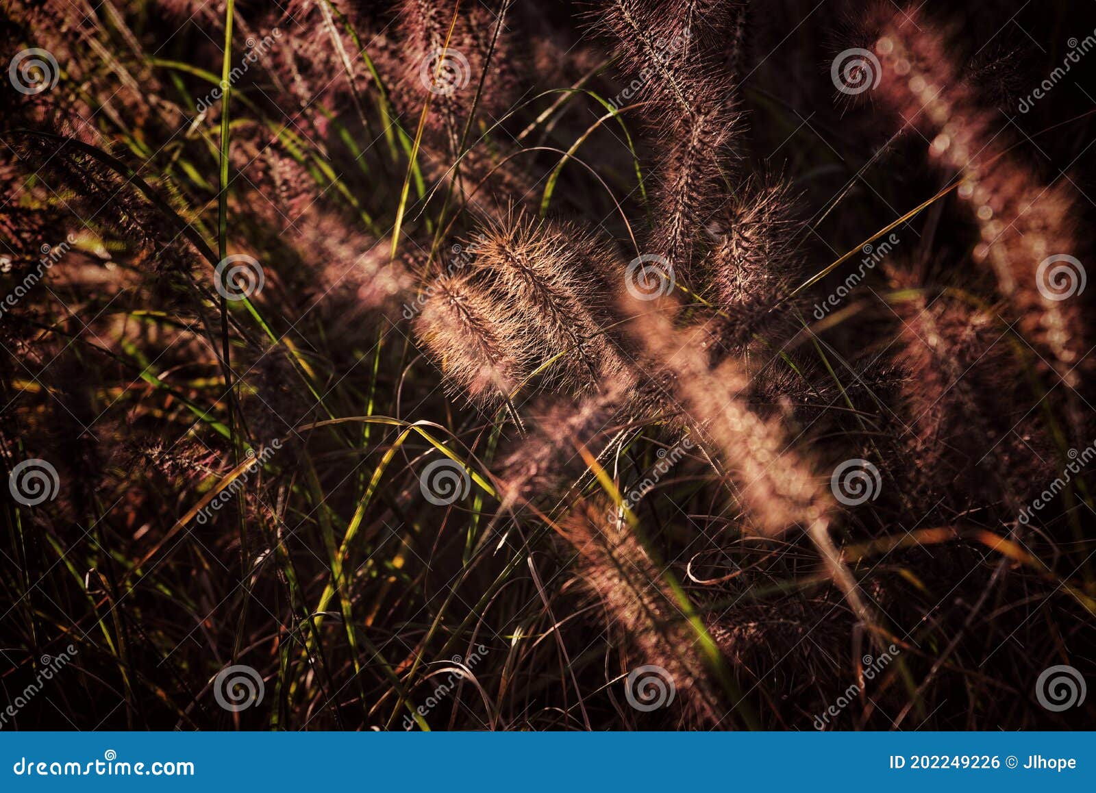 Autumn scenes of grass stock photo. Image of autumn - 202249226