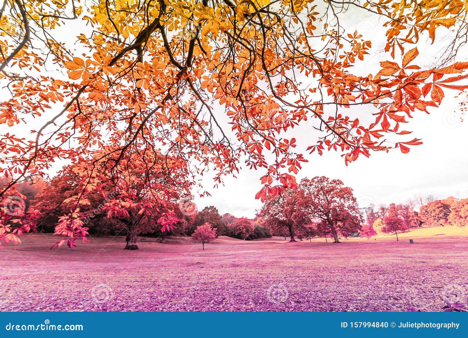 Autumn in Scotland. Gold Trees in a Park Stock Photo - Image of ...