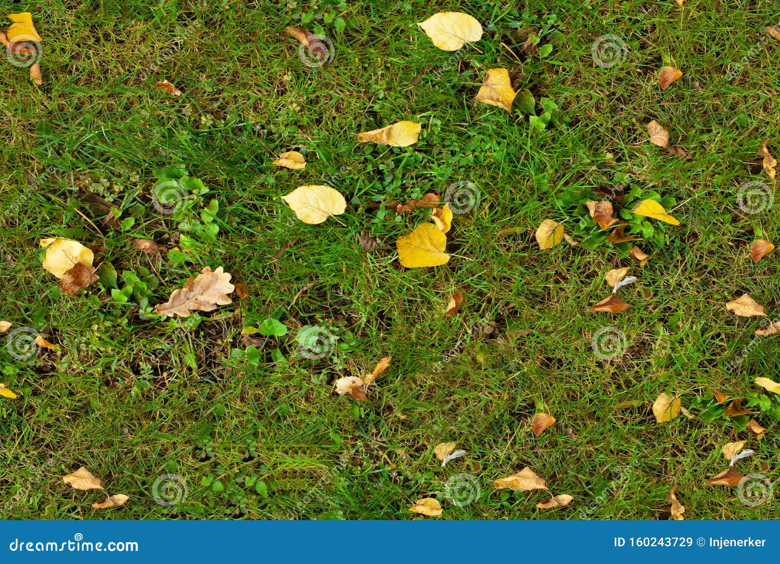 Seamless Autumn Grass Texture With Foliage Stock Image Image Of Nature Foliage 160243729