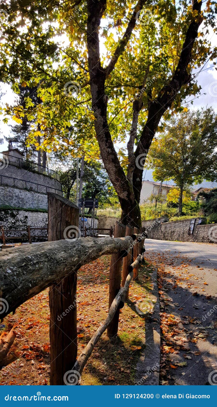 Autumn seanson stock photo. Image of fall, walking, tree - 129124200