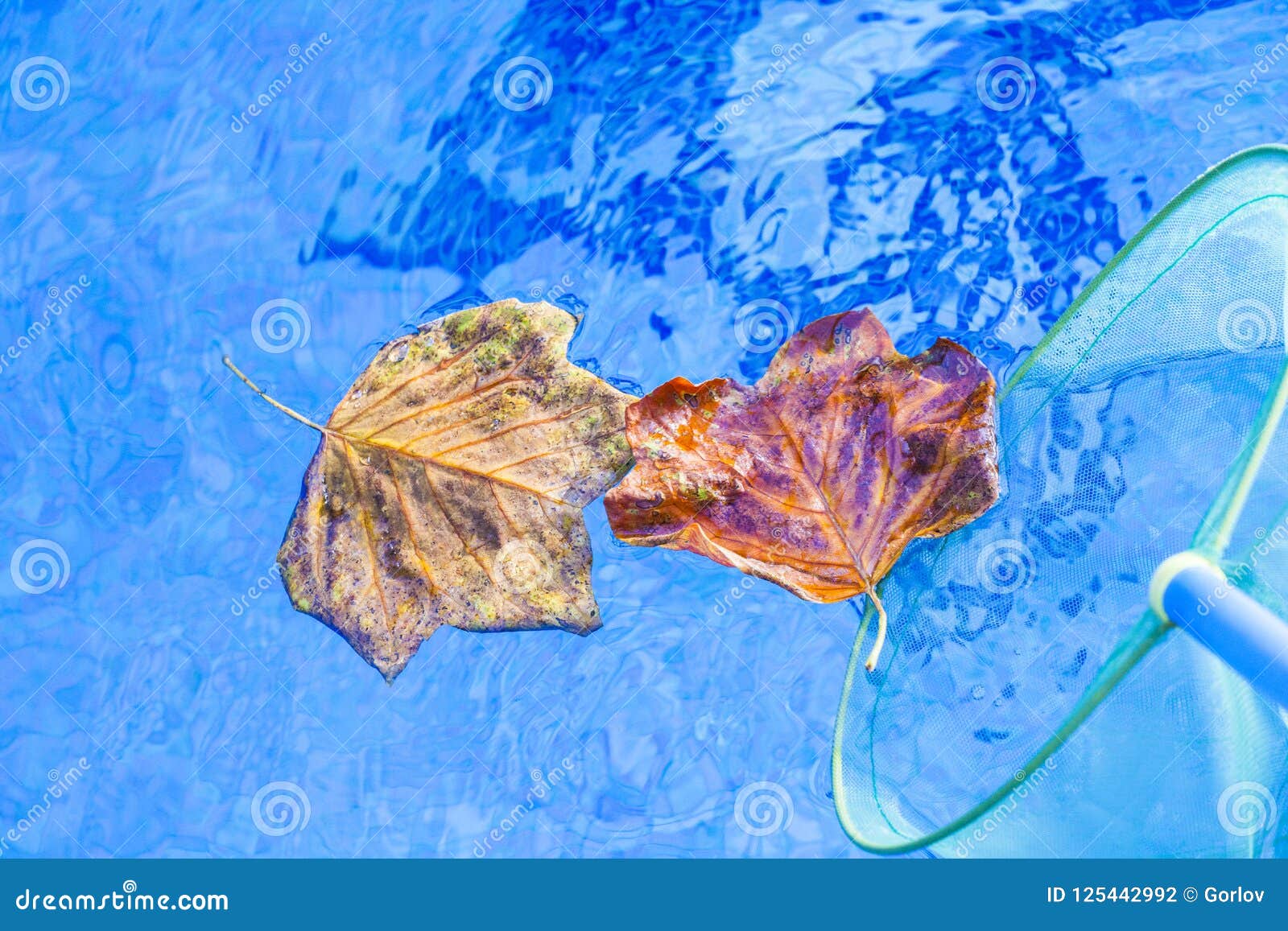 Autumn Leafs Clean Swimming Pool Stock Photo - Image of foliage ...