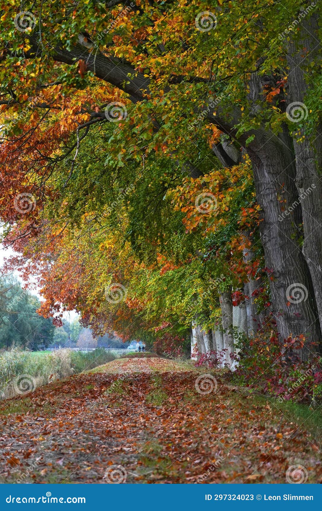 Autumn colours trees stock image. Image of deciduous - 297324023