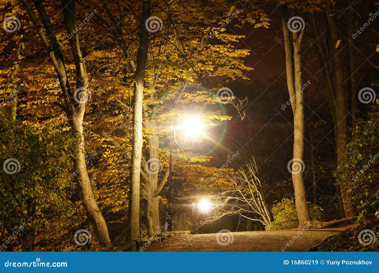 Autumn season at night stock image. Image of fall, forest - 16860219
