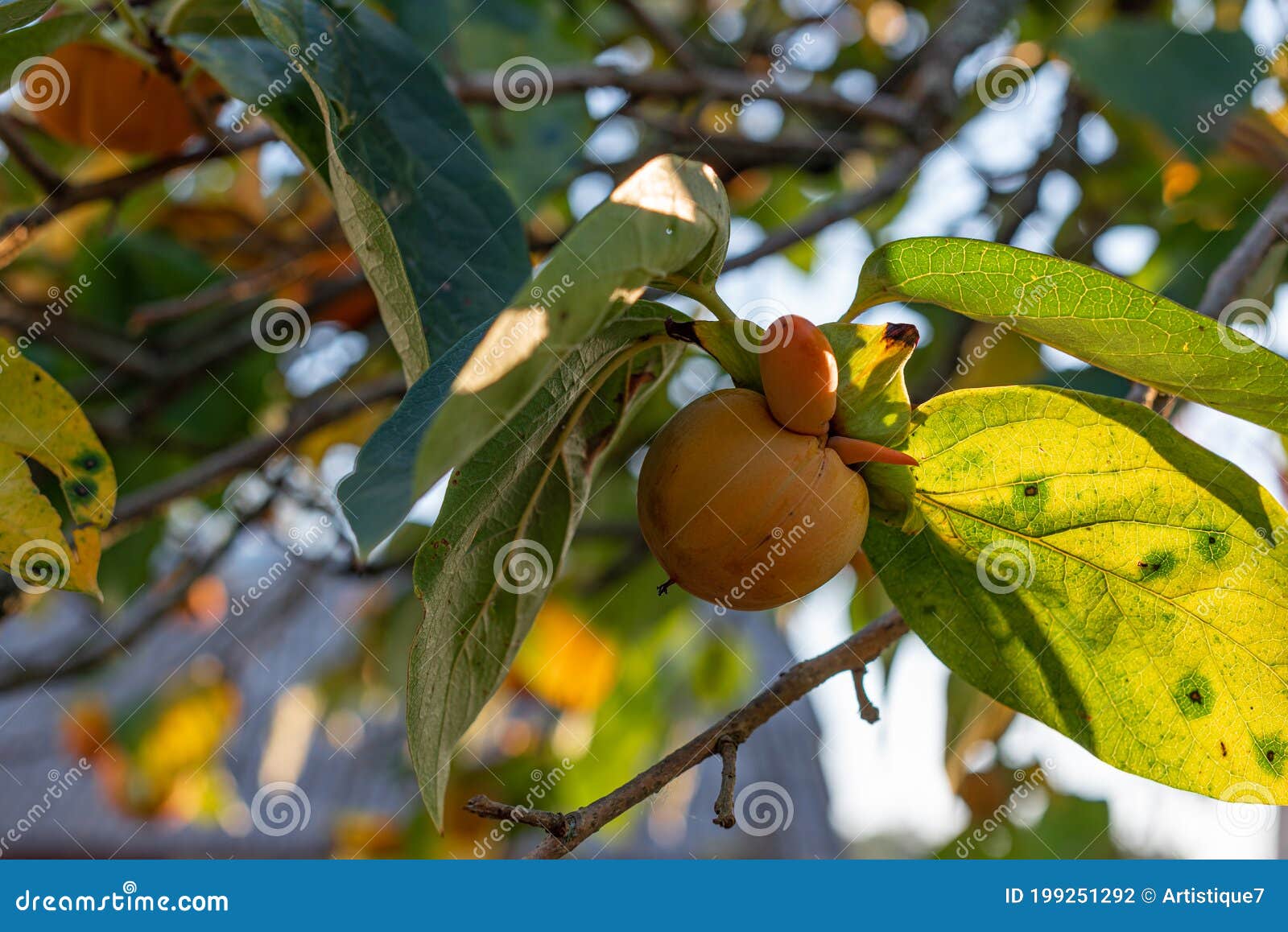 Autumn Seasonal Fruit Persimmon on the Tree Stock Photo - Image of ...