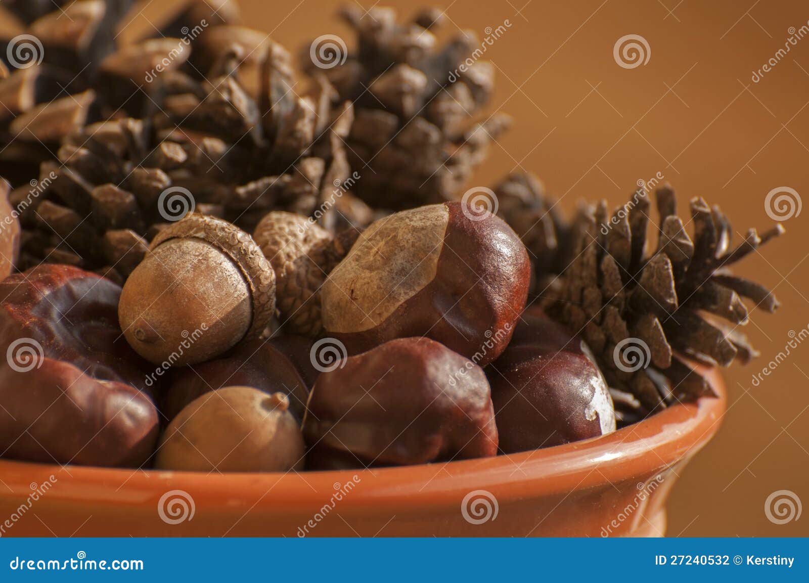 Autumn seeds stock photo. Image of acorn, cone, ornament - 27240532