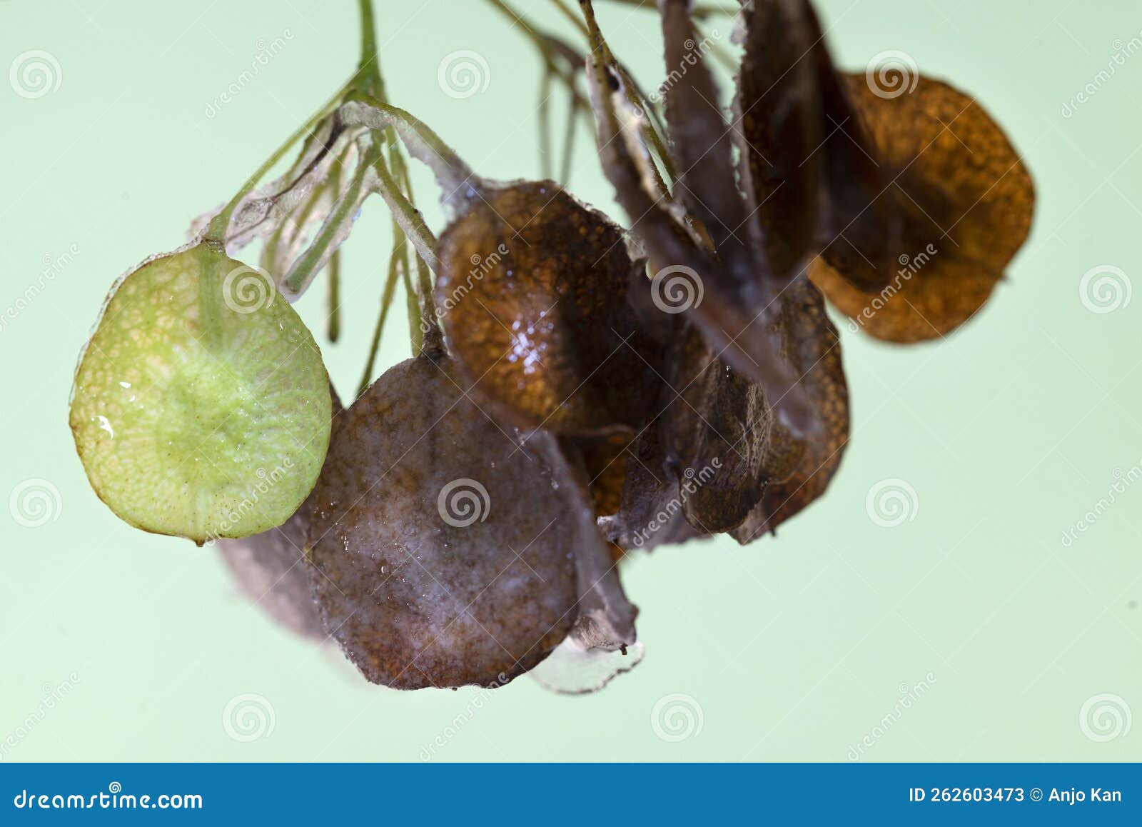 Autumn Seeds of Hop Tree with Ice on it. Stock Image - Image of growth ...