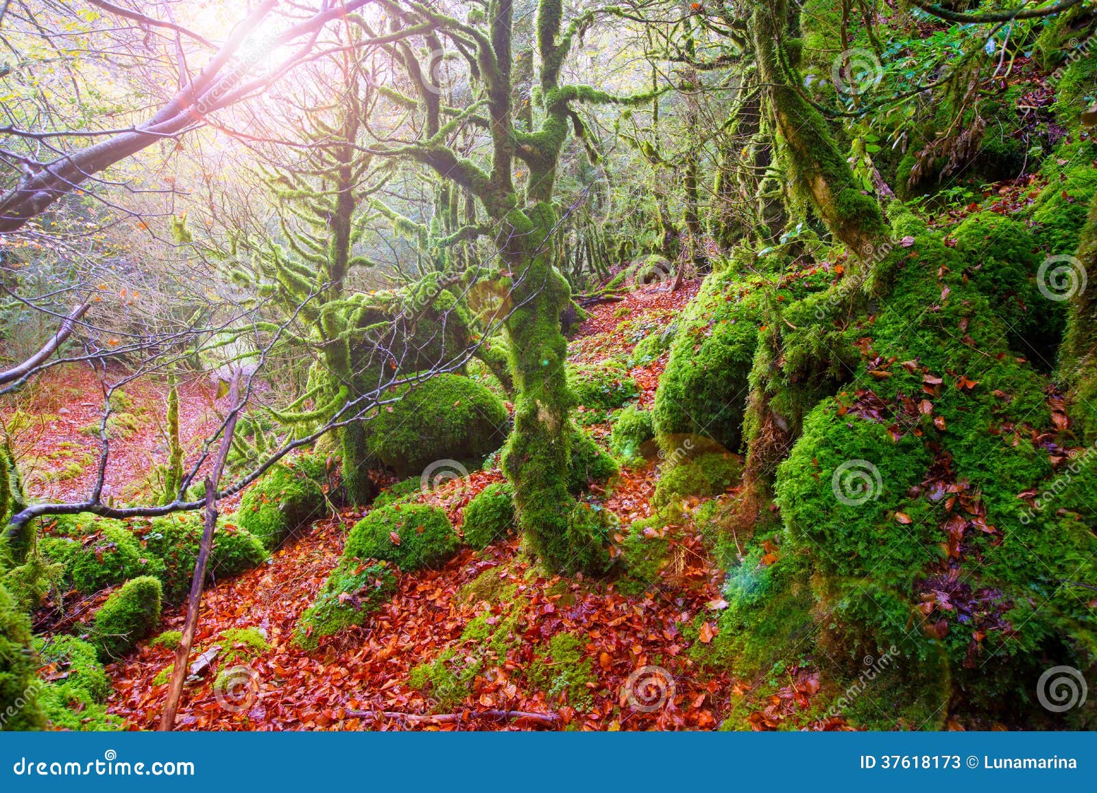 Autumn Selva De Irati Beech Jungle in Navarra Pyrenees Spain Stock ...