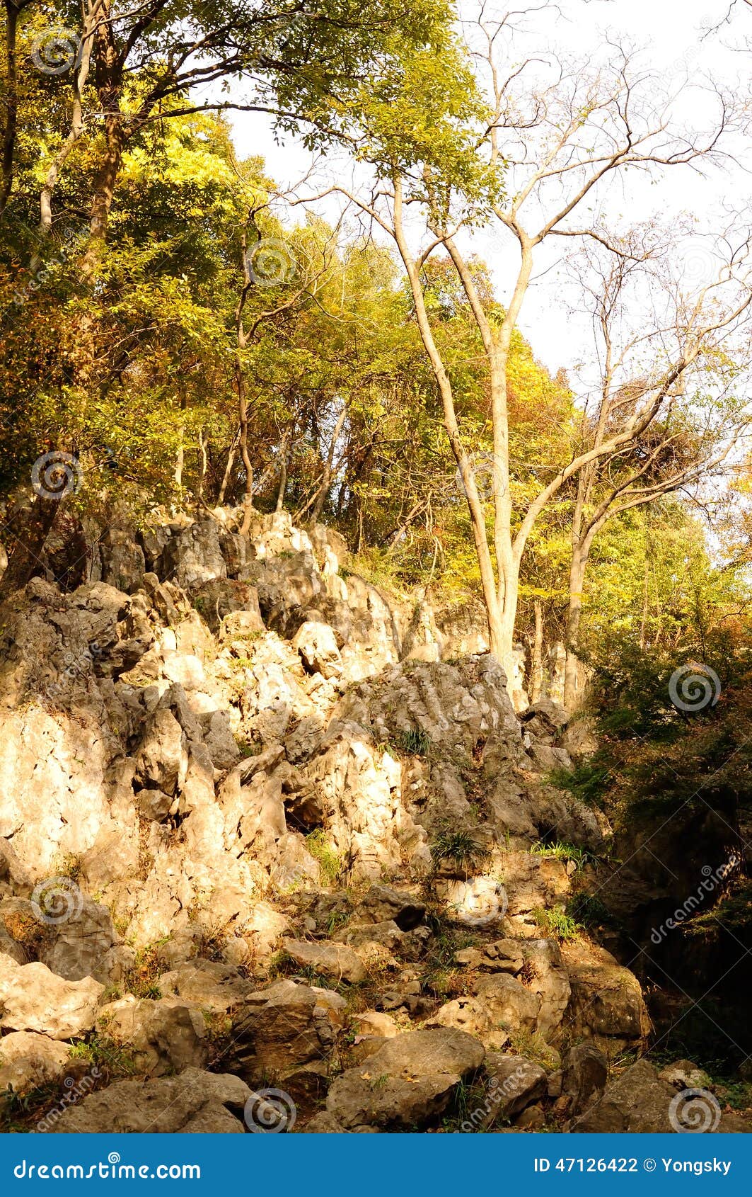 Autumn senery stock photo. Image of senery, stone, tree - 47126422