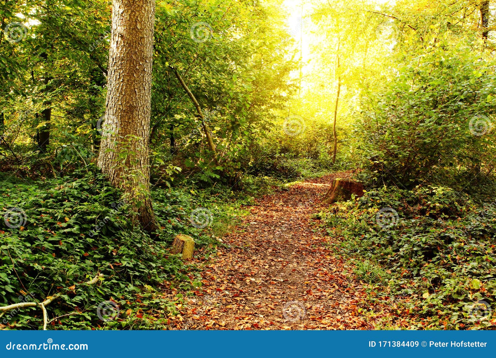 Autumn Setting in a Forrest with Sun Rays Stock Image - Image of ...