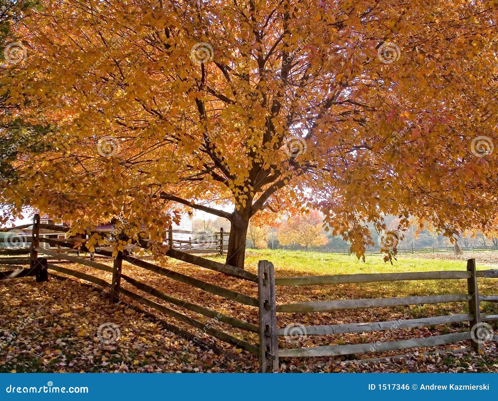 Autumn Shade stock photo. Image of yellow, tree, rural - 1517346