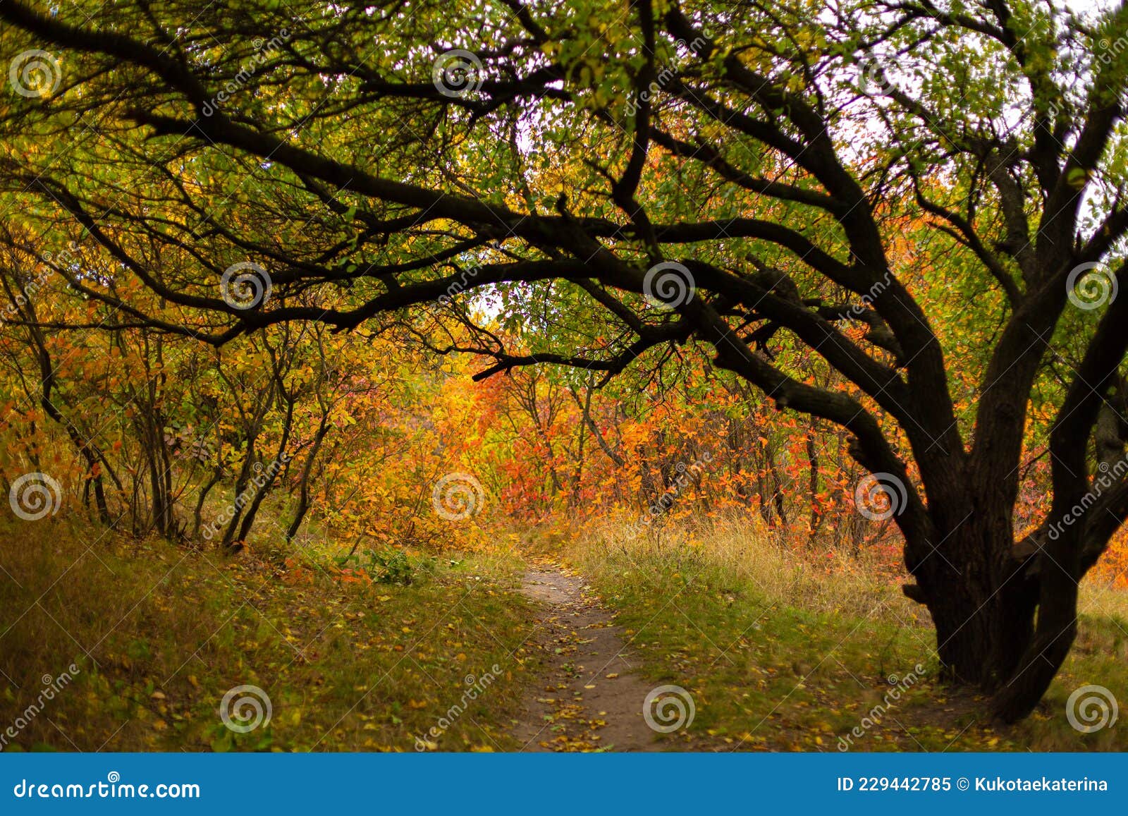 Autumn Shades of Color. Forest in Bright Autumn Colors Stock Image ...