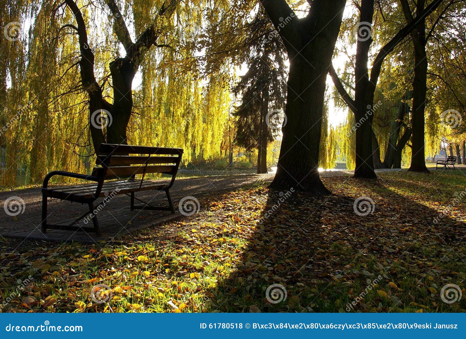 Autumn shadows. stock photo. Image of willow, shadows - 61780518