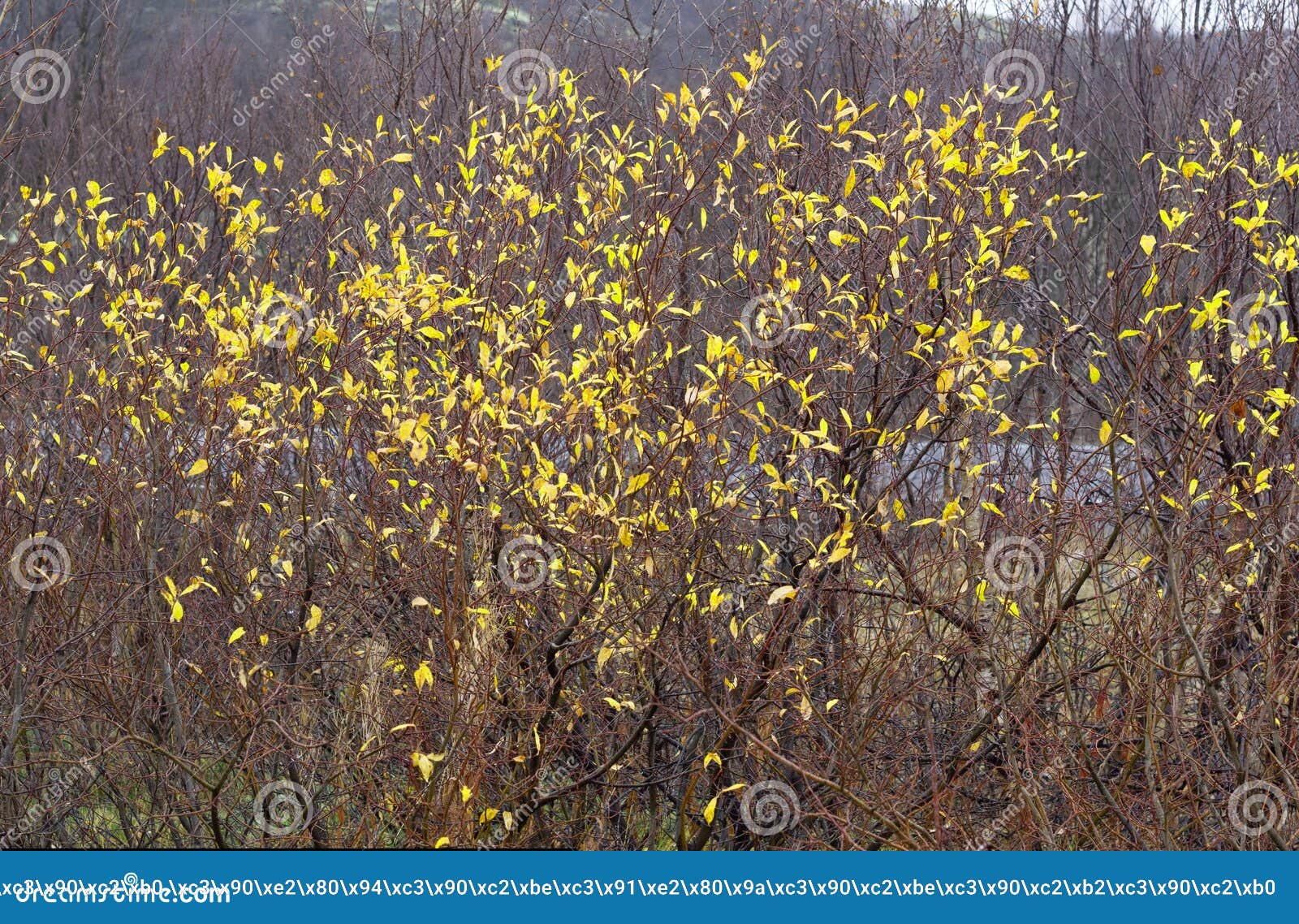 Autumn Shrub with Yellow Leaves Stock Photo - Image of nature ...