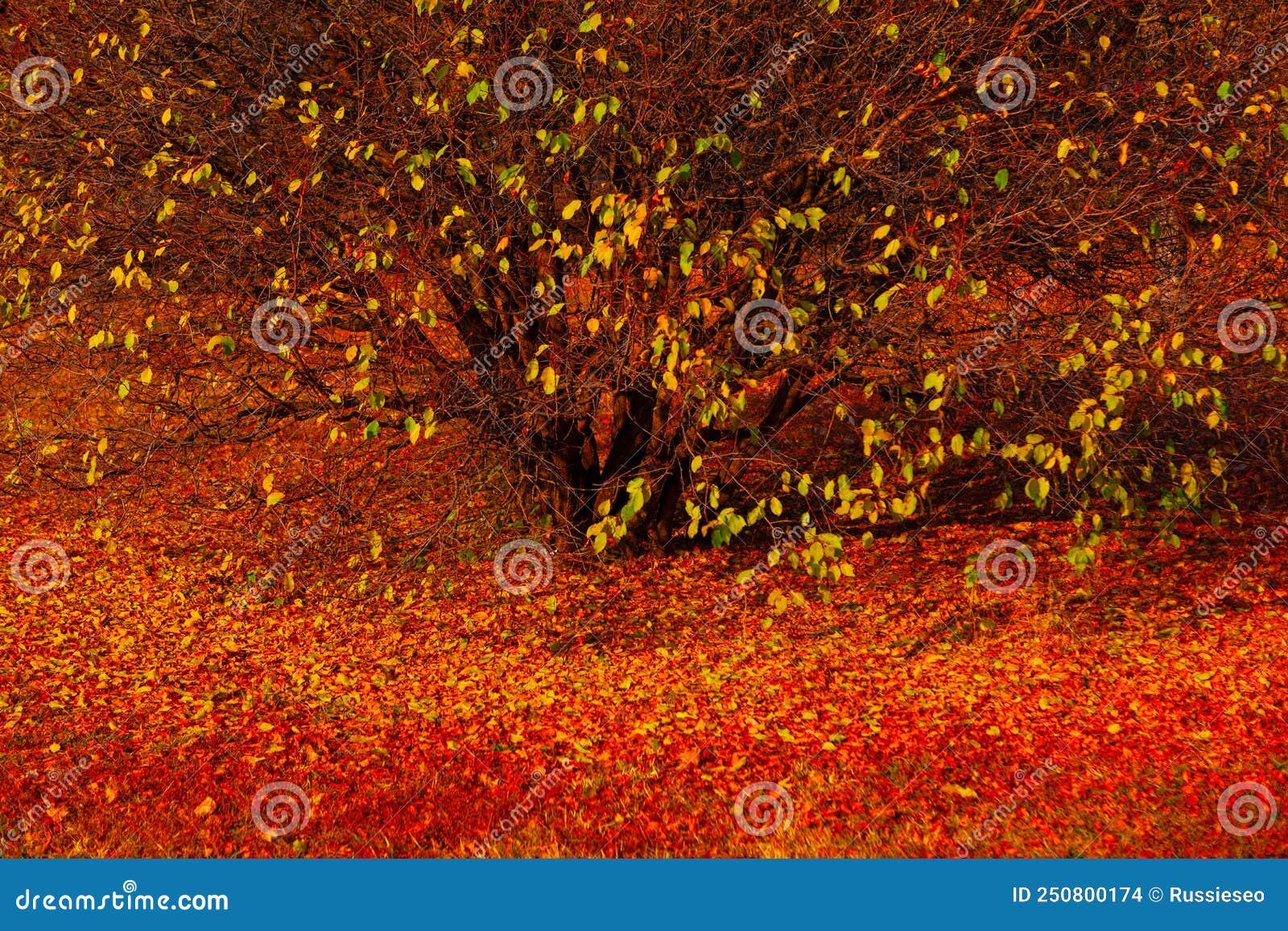 Autumn shrubs red foliage stock photo. Image of lush - 250800174