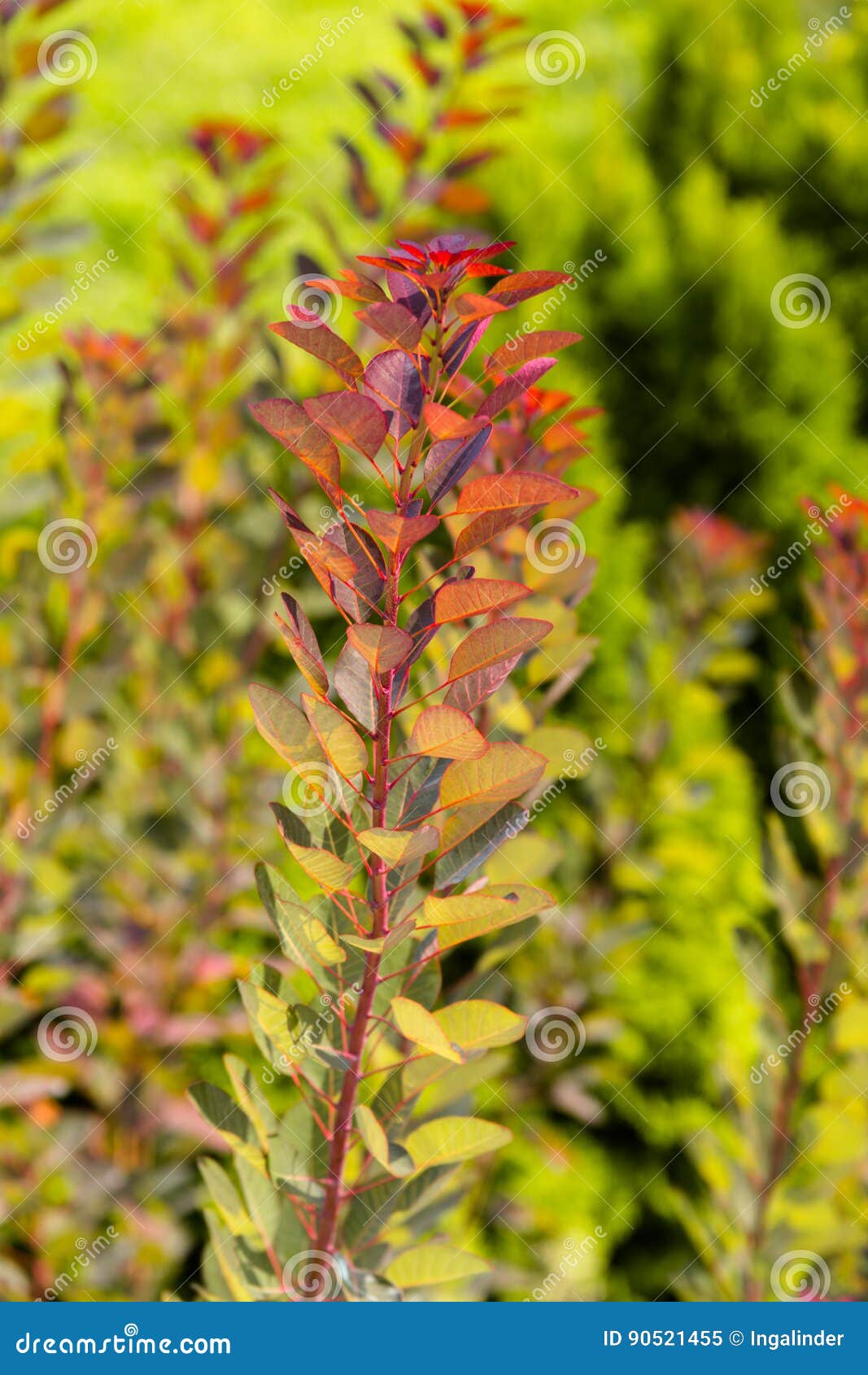 Autumn shurb stock image. Image of vivid, leaves, shrub - 90521455