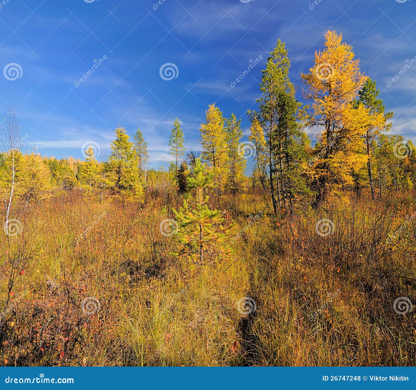 Autumn in the Siberian Swamp Stock Photo - Image of nature, beautiful ...