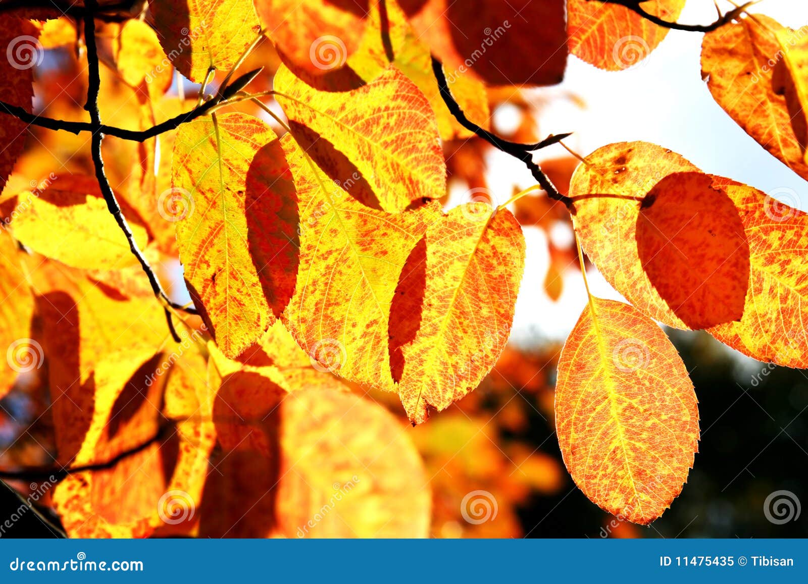 Autumn signs stock image. Image of brown, tree, autumn - 11475435