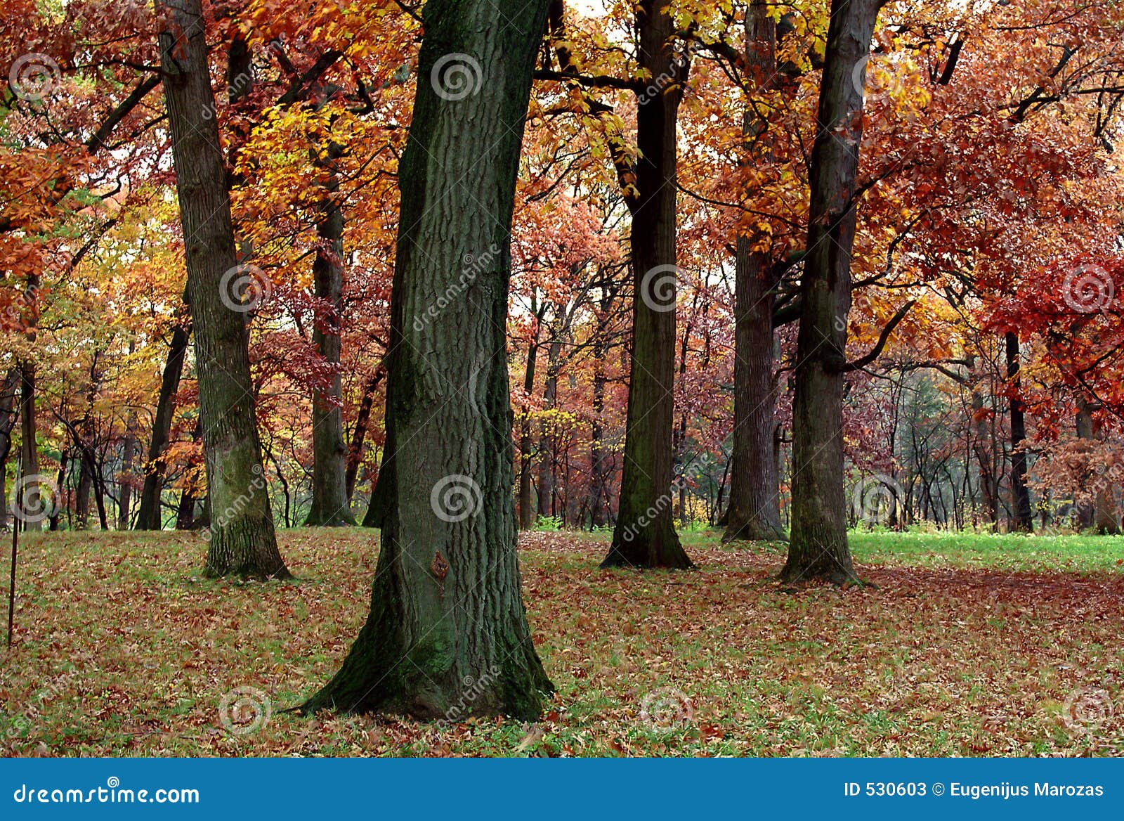 Autumn silence stock image. Image of nature, park, weather - 530603