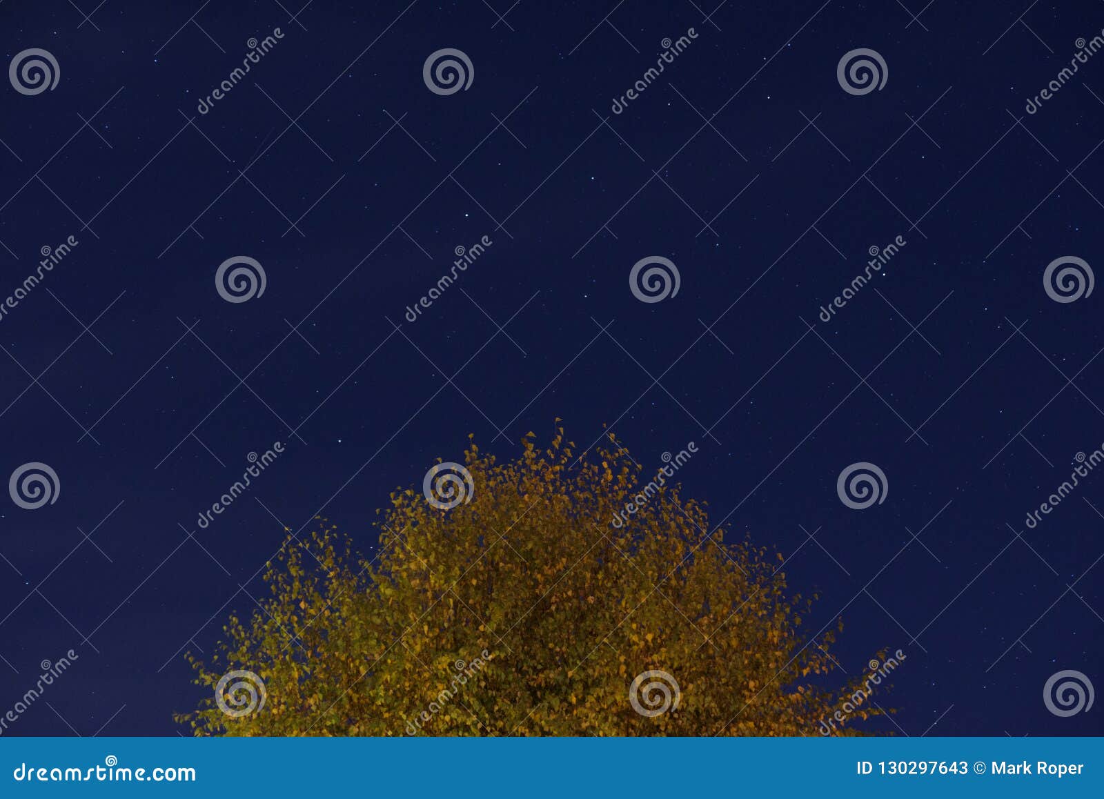 Autumn Silver Birch Tree with Night Sky and Stars Stock Image - Image ...