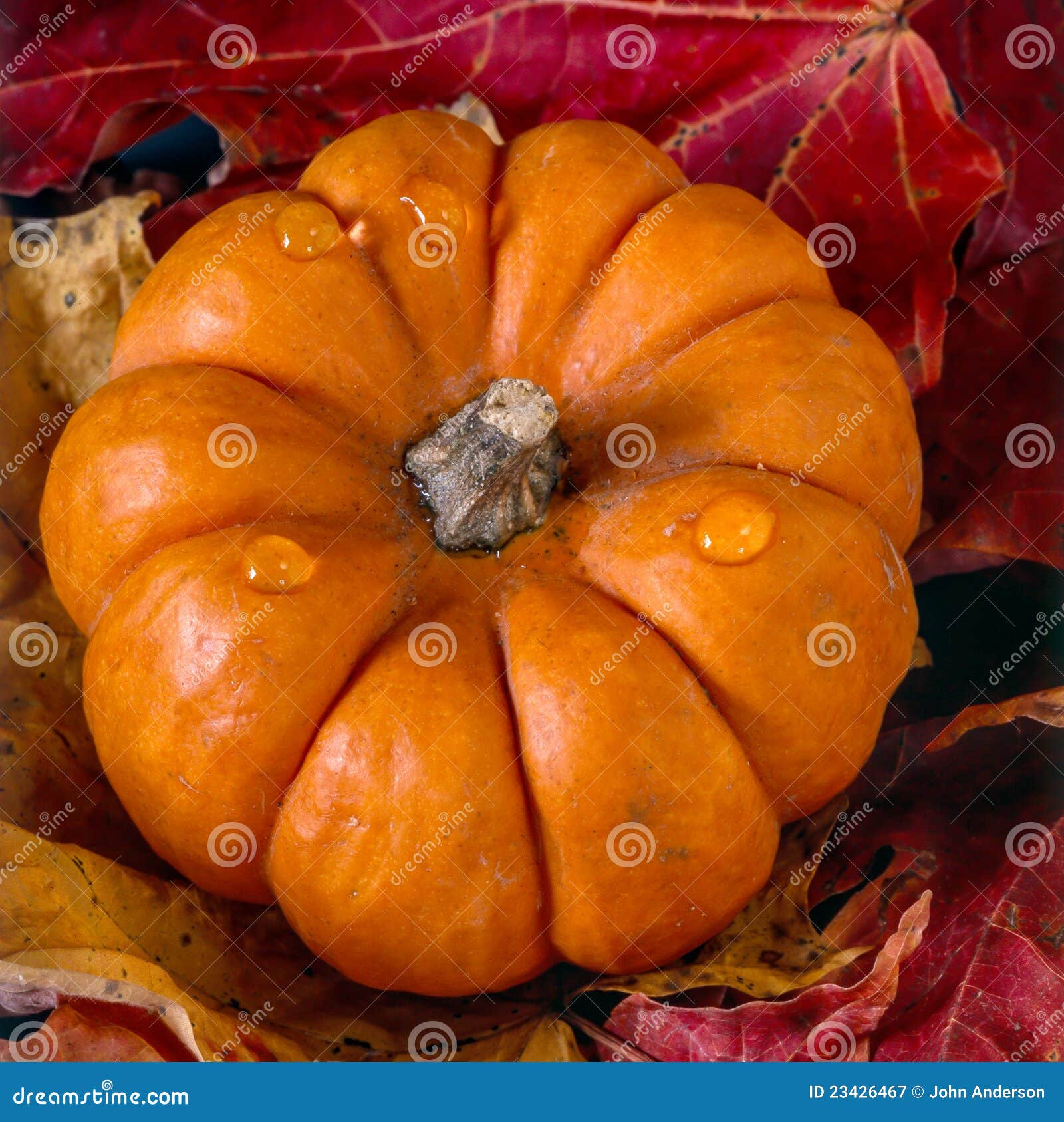 Autumn single pumpkin stock image. Image of leaves, food - 23426467