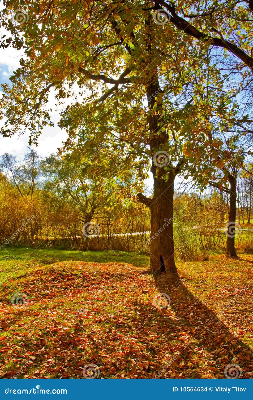 Autumn Single Tree Backlit stock photo. Image of backlit - 10564634