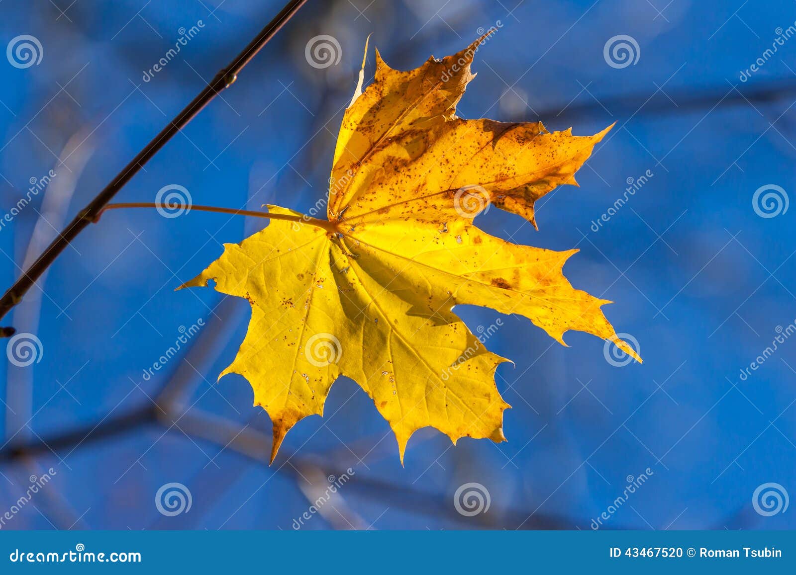 Autumn Single Yellow Maple Leaf Stock Photo - Image of detail ...
