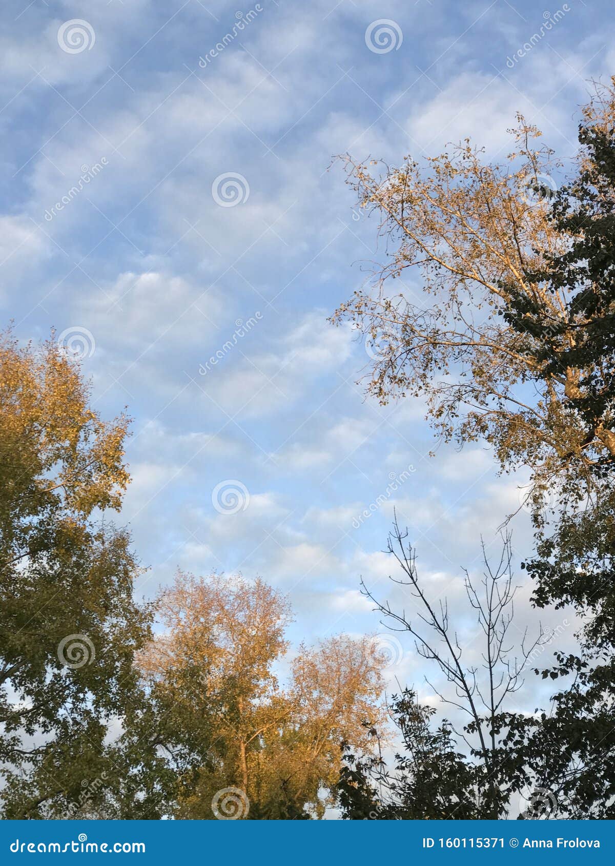 Autumn sky and trees stock image. Image of autumn, beautiful - 160115371