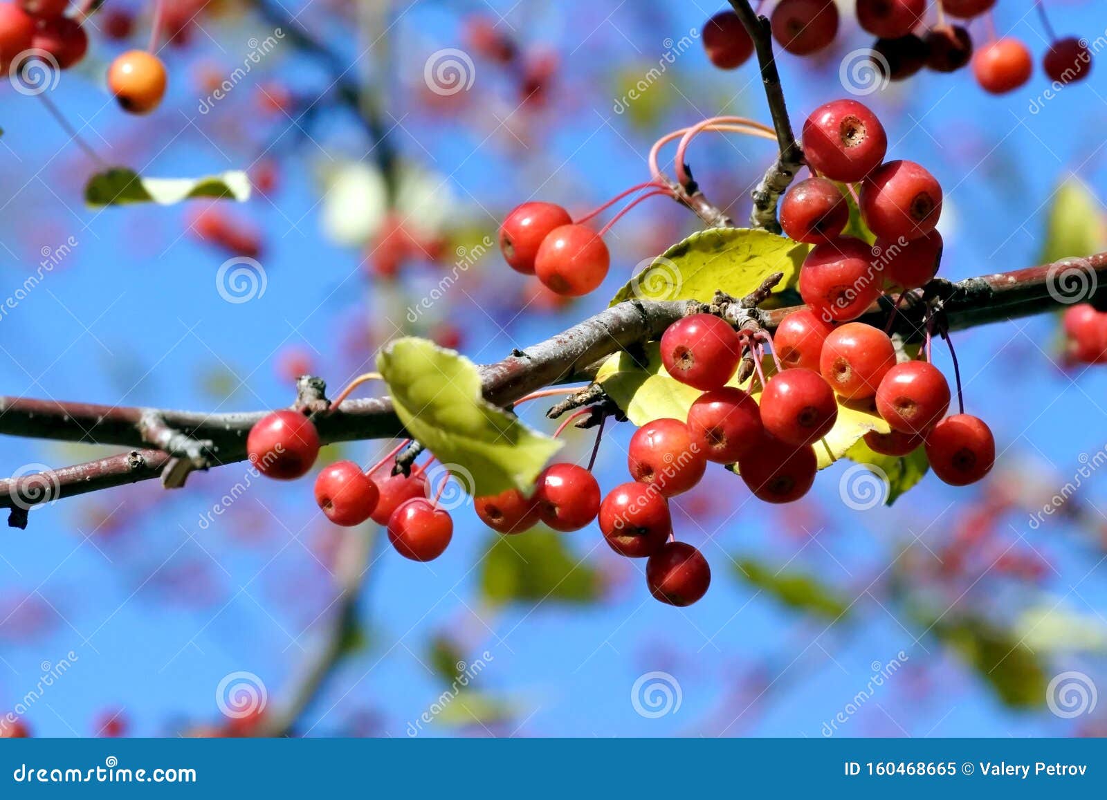 Autumn Small Wild Apples on the Branches Stock Image - Image of organic ...