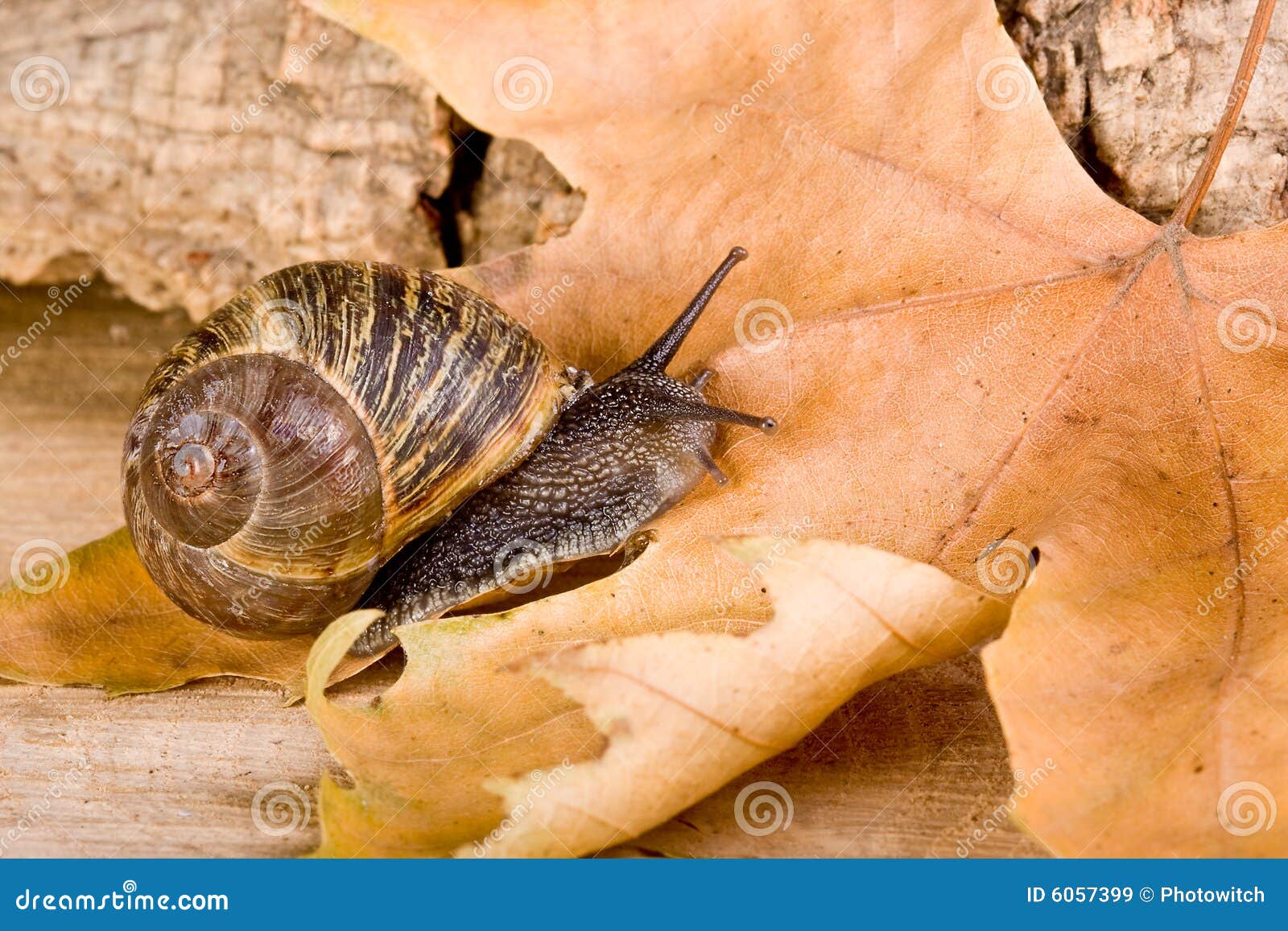 Autumn snail stock image. Image of slow, leaves, nature - 6057399