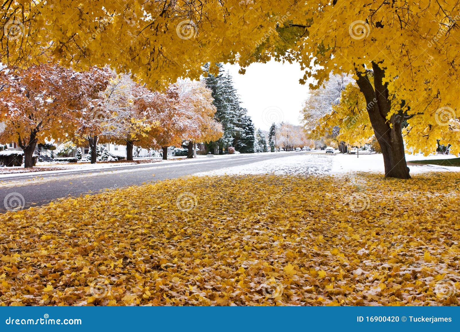 Autumn Snow stock photo. Image of path, harvest, holiday - 16900420
