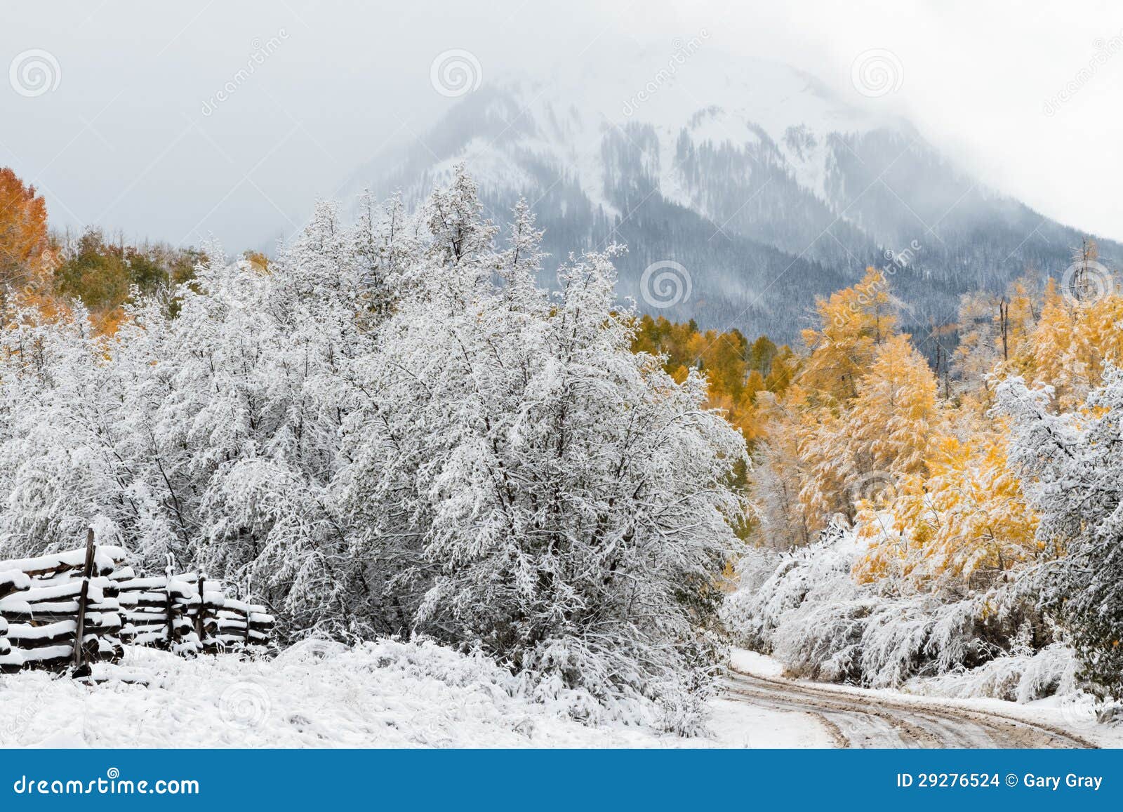 Autumn Snow stock photo. Image of last, landscape, pine - 29276524