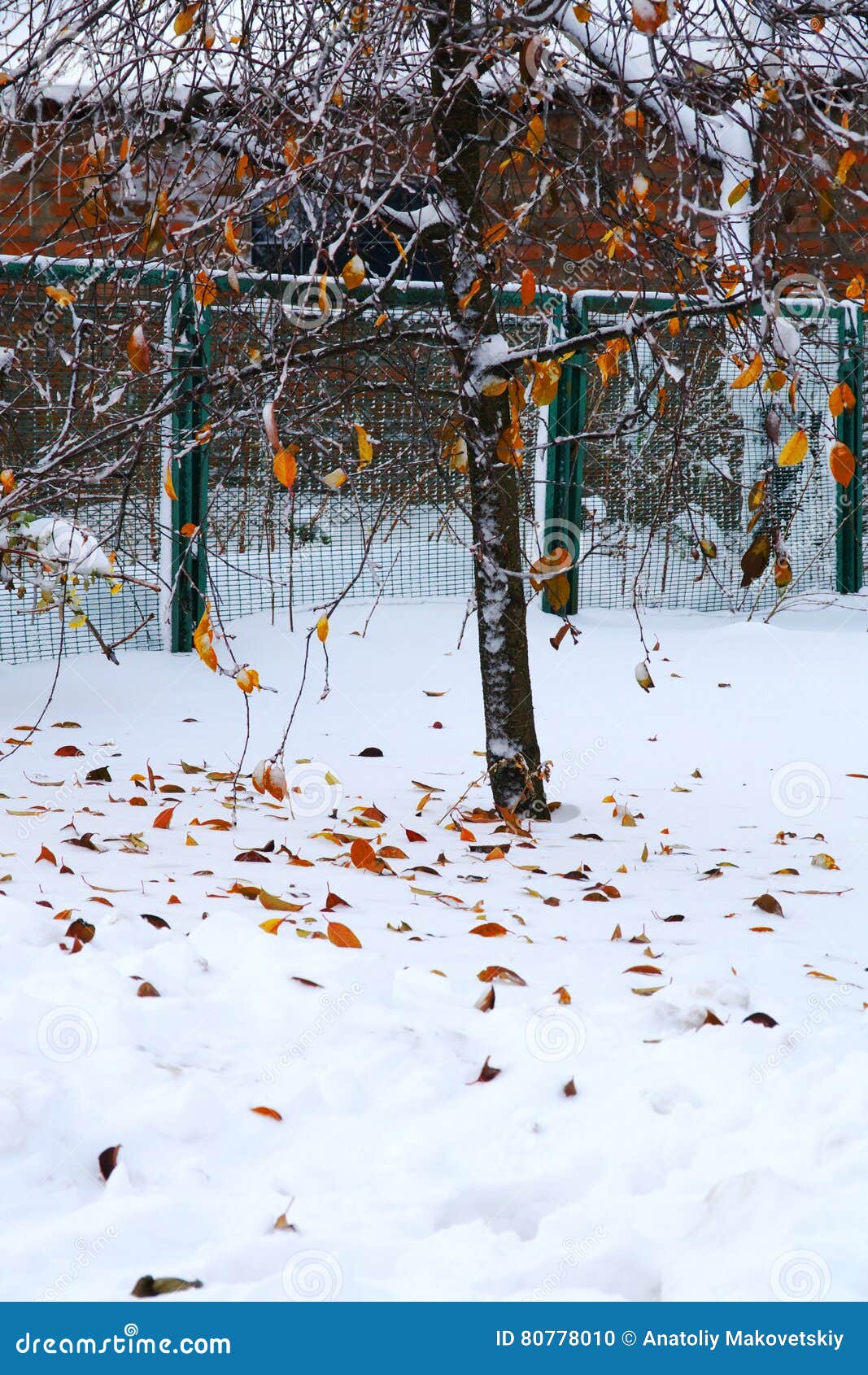 Autumn snow stock photo. Image of leaves, brown, snow - 80778010
