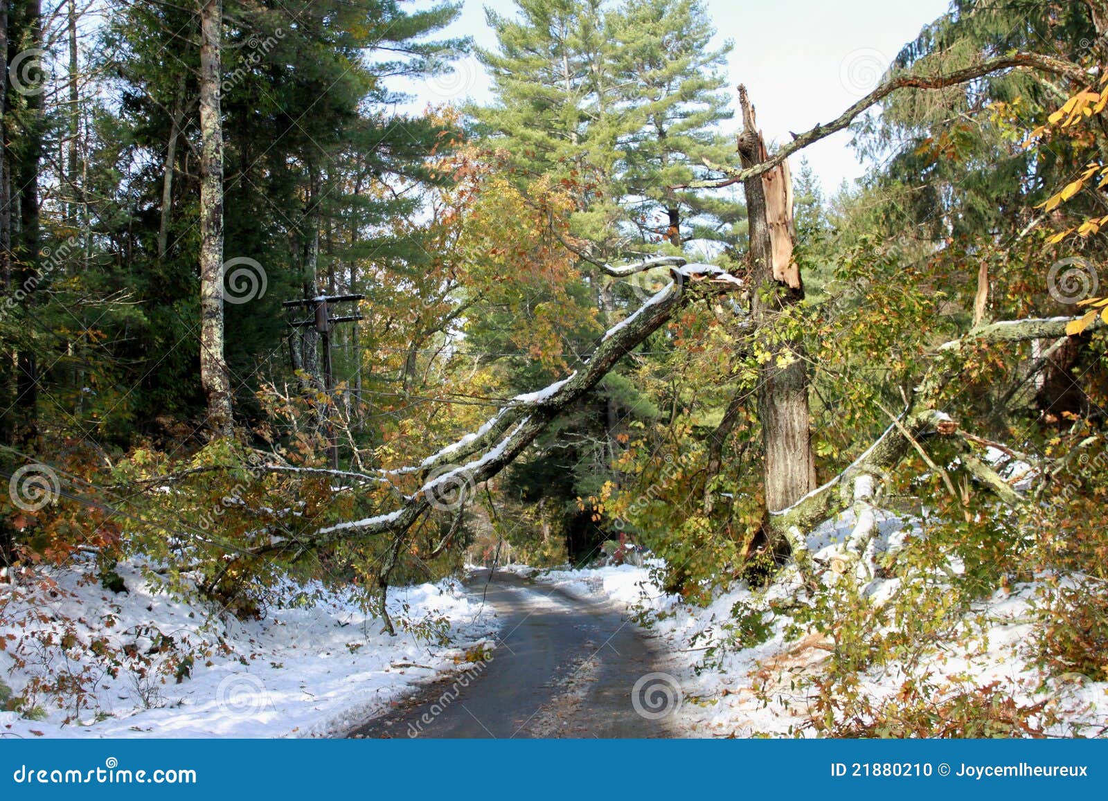 Autumn snow storm damage stock photo. Image of cracked - 21880210