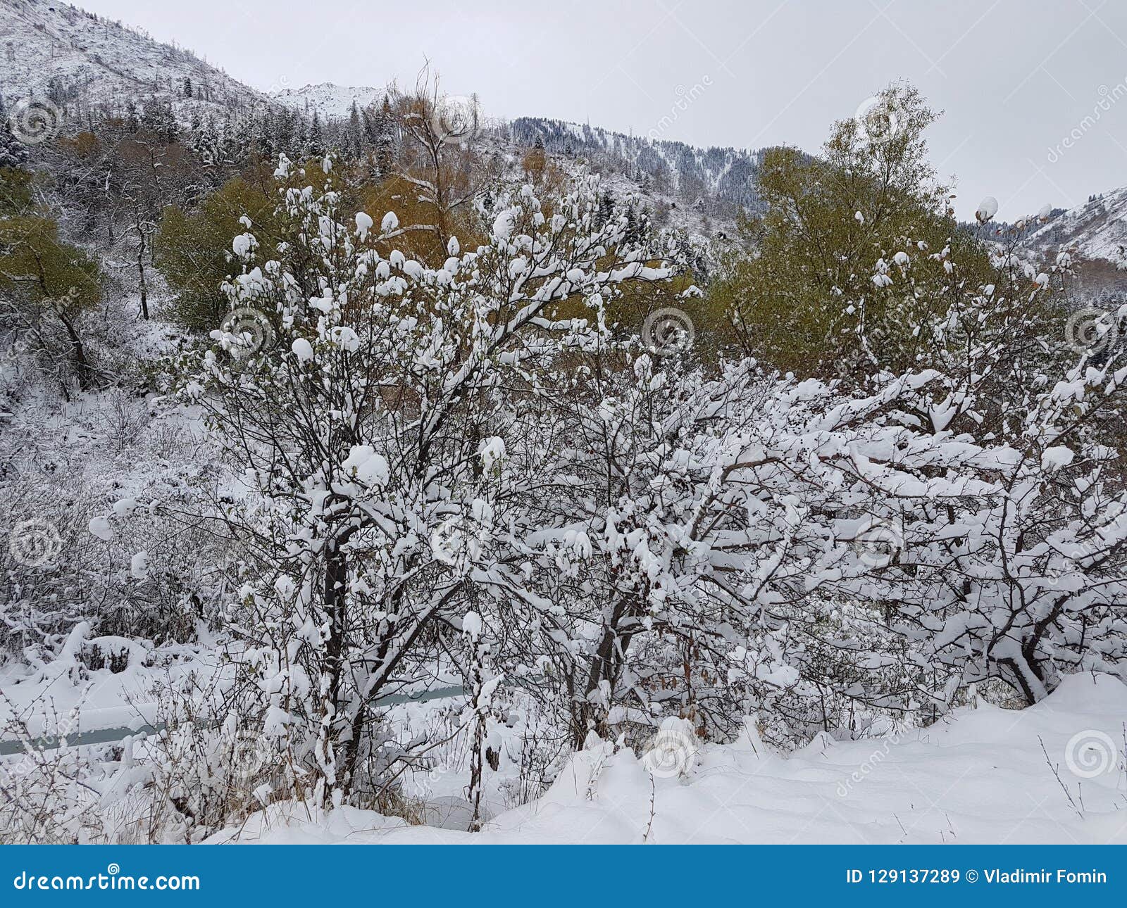 Autumn snow. stock image. Image of trees, morning, plants - 129137289