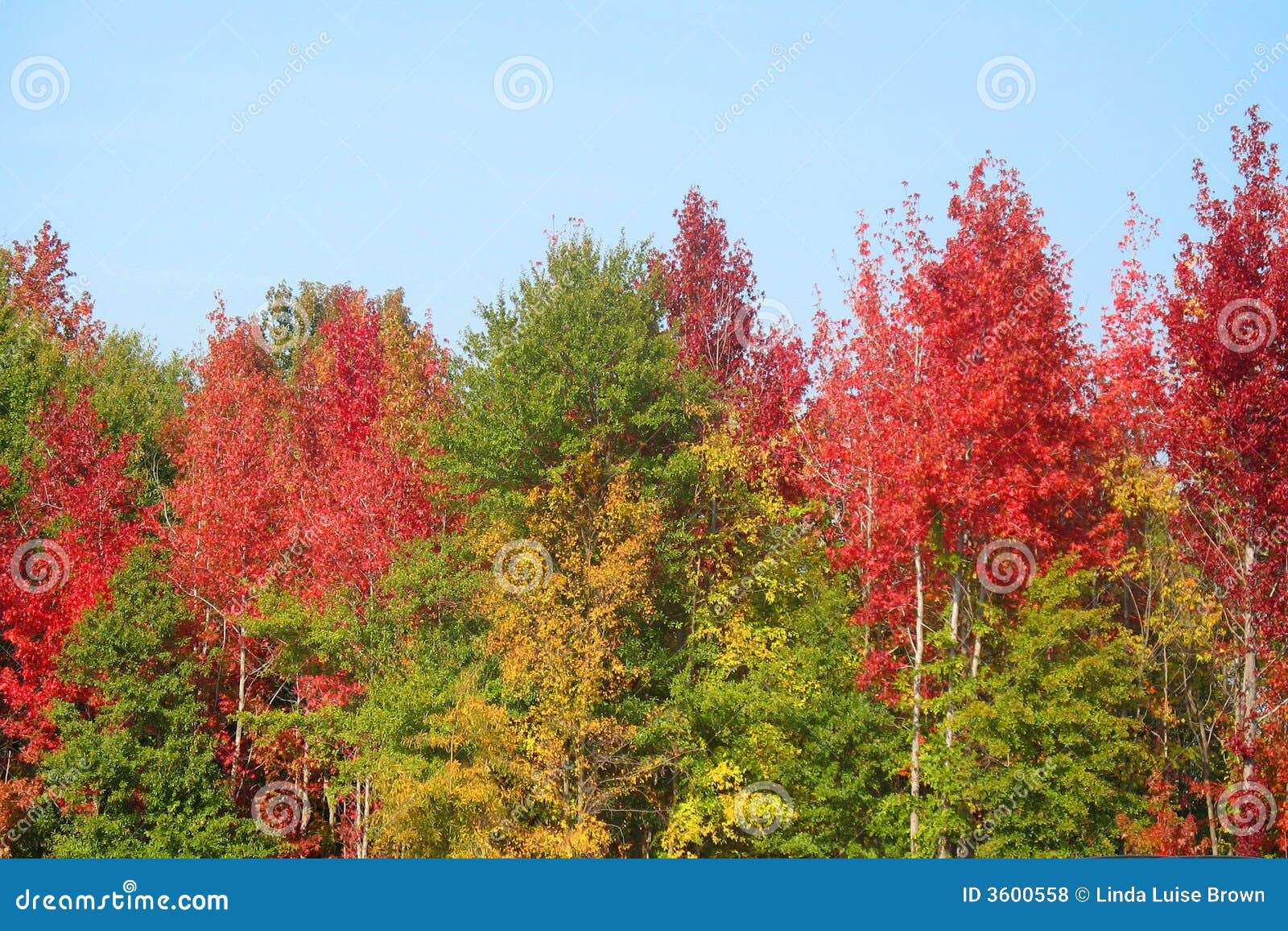 Autumn in South Carolina stock photo. Image of arbor, autumn - 3600558