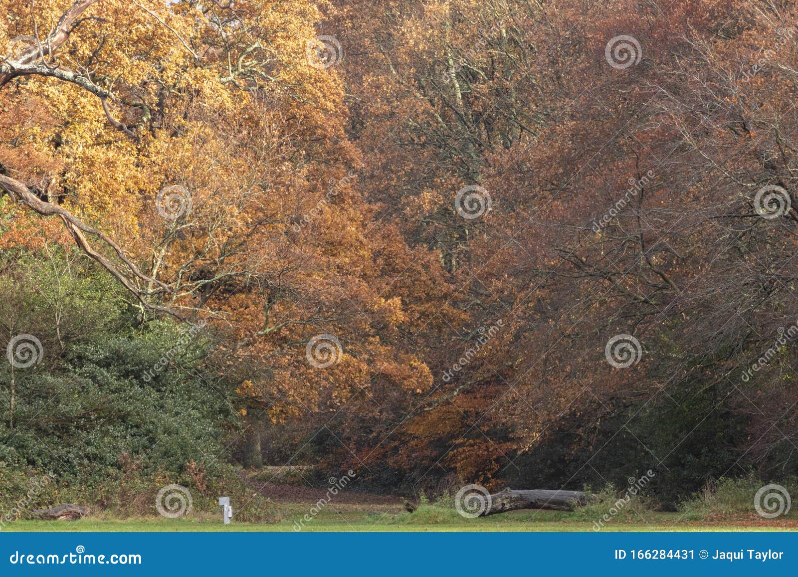 Autumn on Southampton Common Stock Image - Image of nature, seasons ...