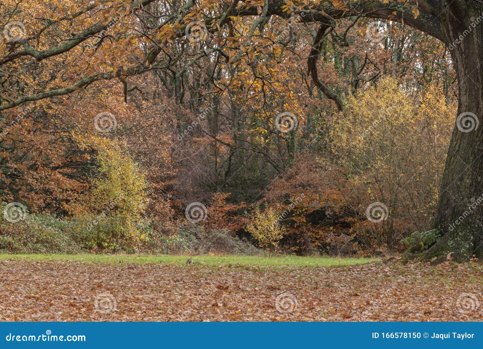 Autumn on Southampton Common Stock Photo - Image of foliage, nature ...