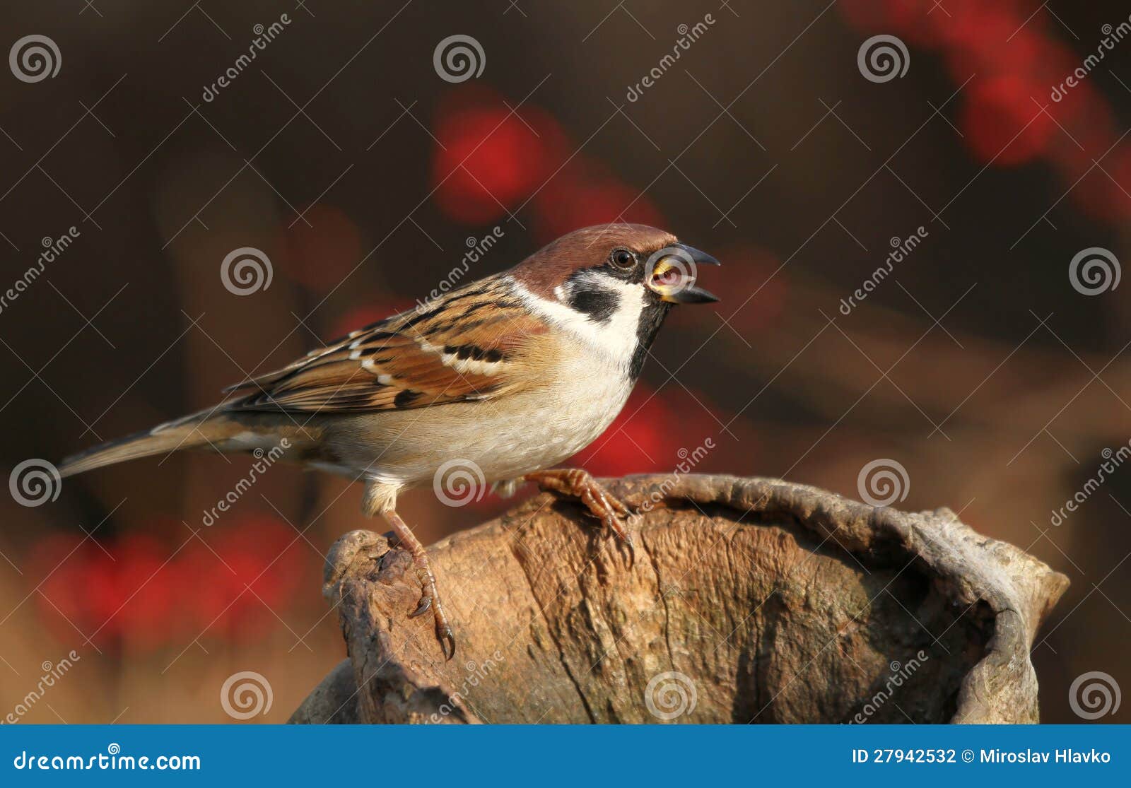 Autumn sparrow stock photo. Image of wildlife, animal - 27942532