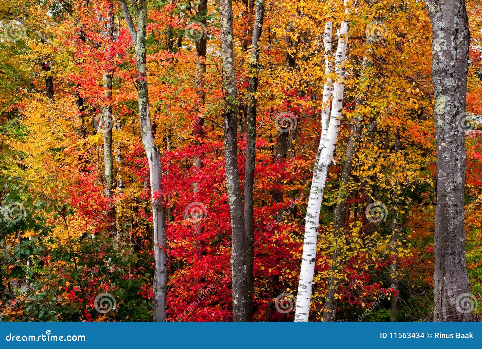 Autumn Spectacular stock photo. Image of green, spectacular - 11563434